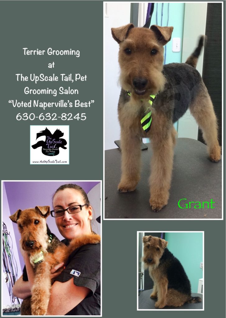 The UpScale Tail Pet Grooming Salon in Naperville, IL - Salon Makeovers