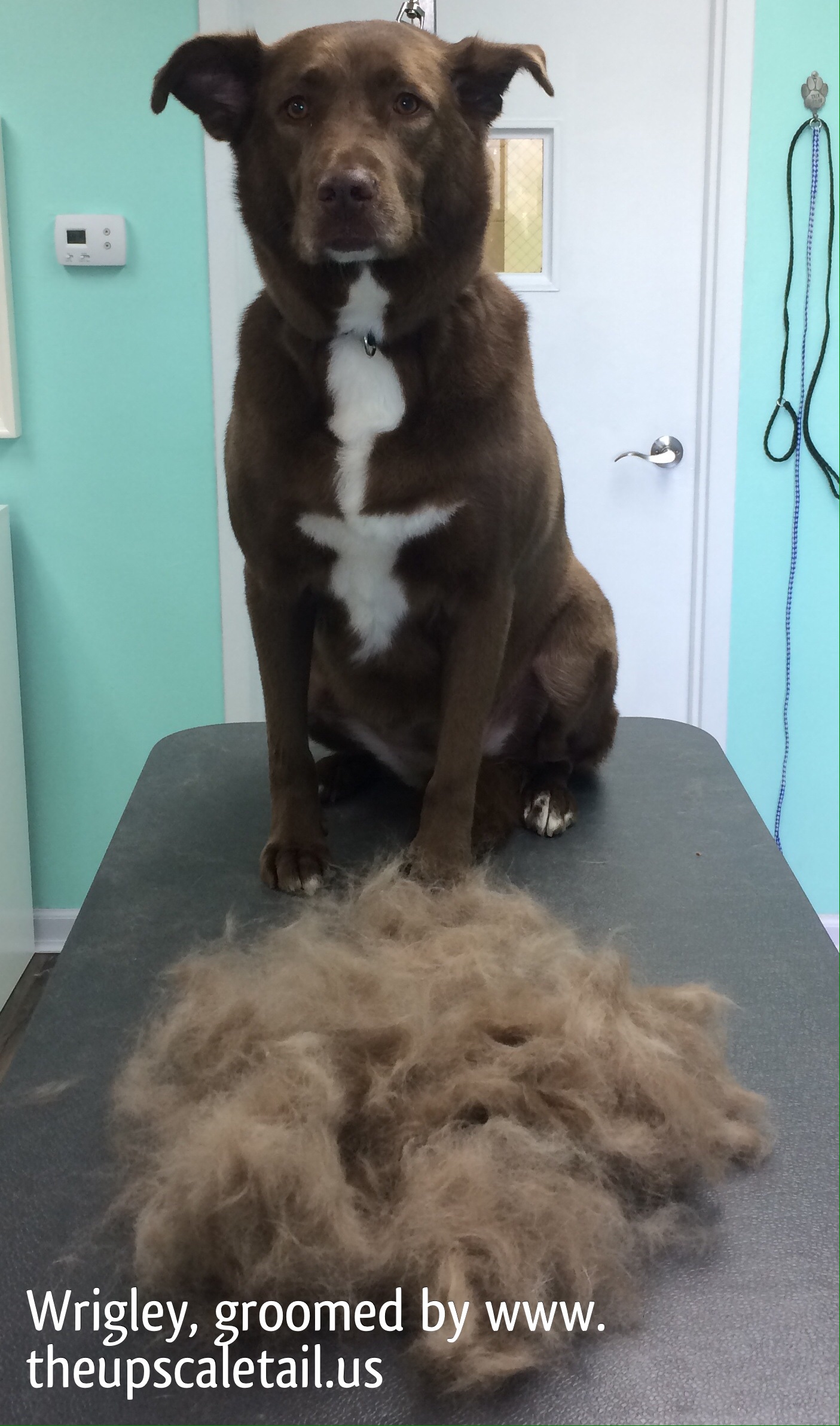 Excessive Shedding | The UpScale Tail - Naperville, IL