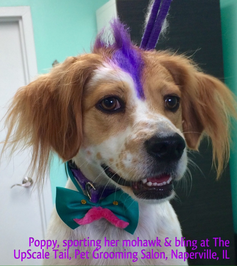 Llewellin Setter Dog with Purple Mohawk | The UpScale Tail